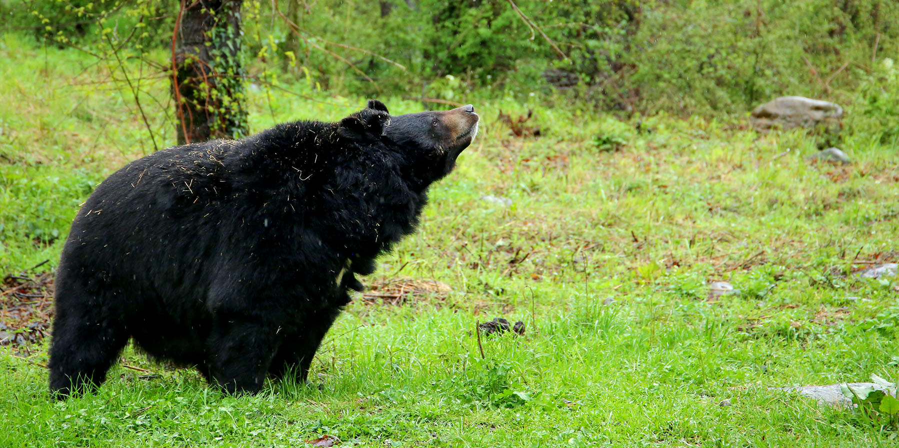 Rare Himalayan Animals of Nepal
