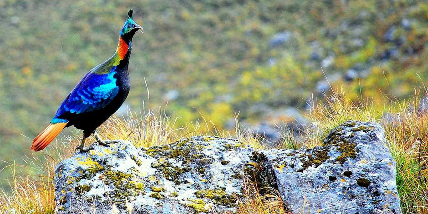 Rare Himalayan Animals of Nepal