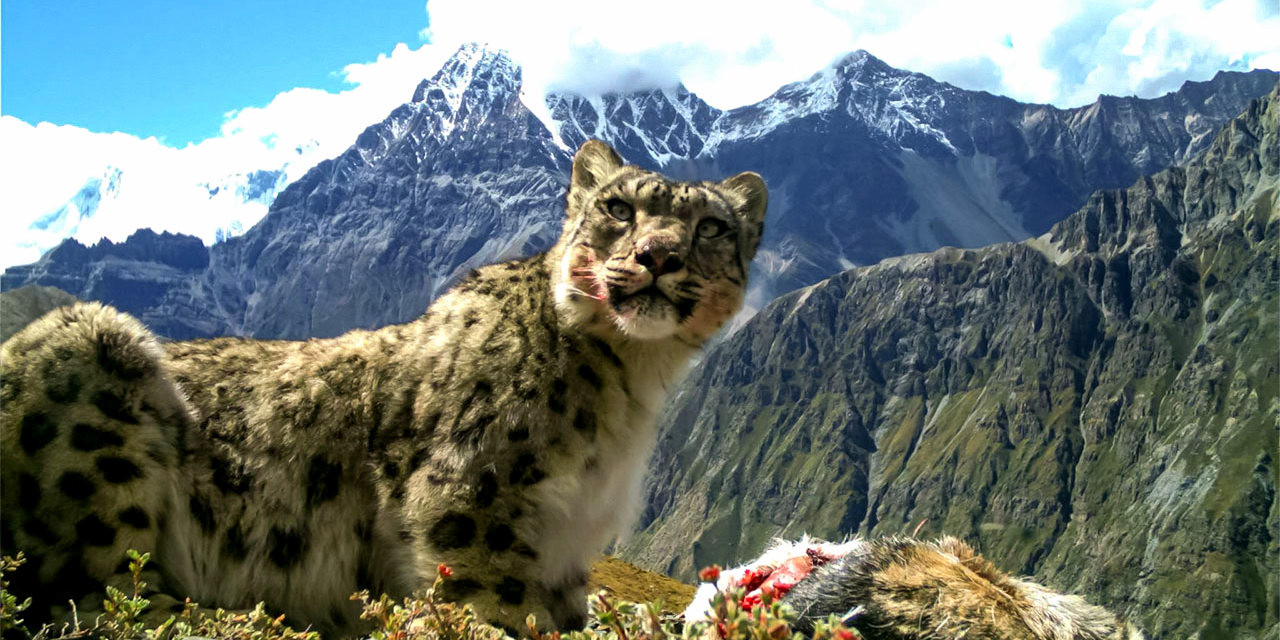 Rare Himalayan Animals of Nepal