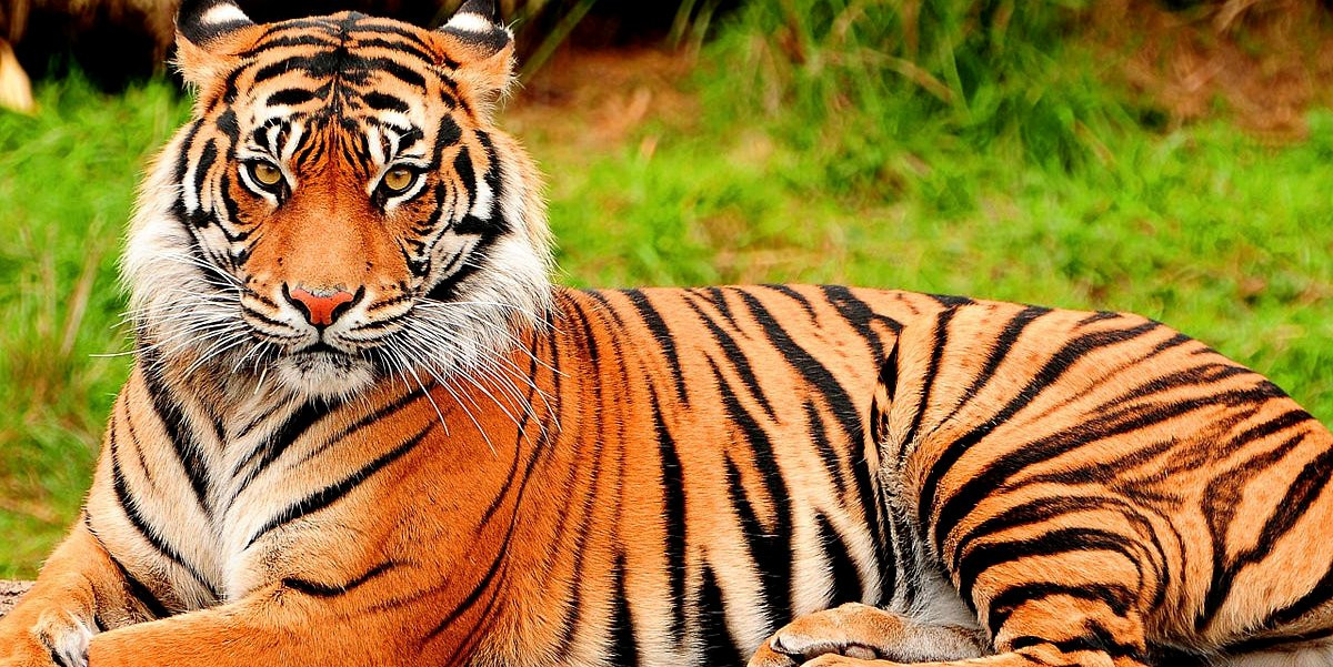 Bhutan Unique Flora and Fauna| Bhutan Bio Diversity