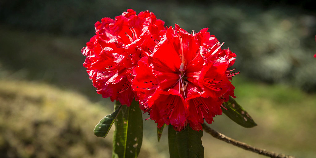 Bhutan Unique Flora and Fauna| Bhutan Bio Diversity