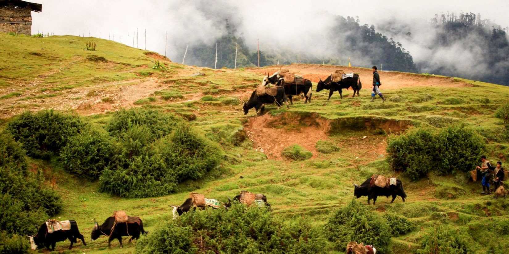 Bhutan Unique Flora and Fauna| Bhutan Bio Diversity