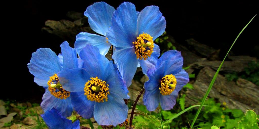 Bhutan Unique Flora and Fauna| Bhutan Bio Diversity