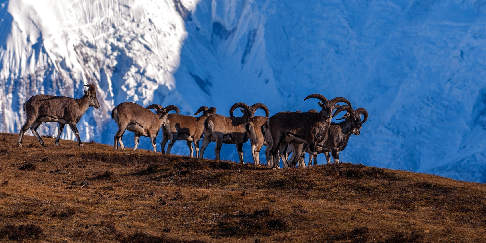 Explore Nepal's Protected Areas: Conservation Zones, Wildlife Reserves ...