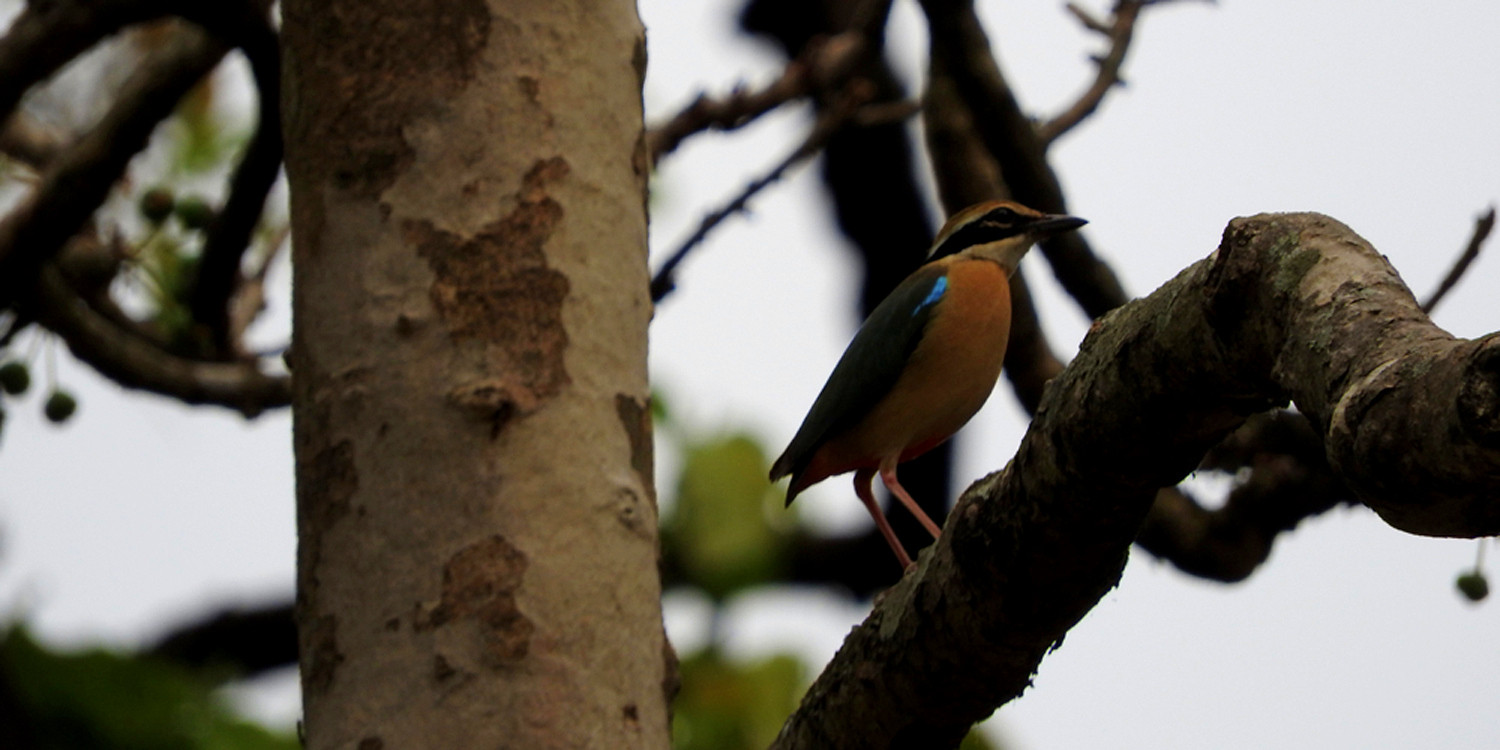 Explore Chitwan: Top Activities & Cultural Experiences in Nepal's ...